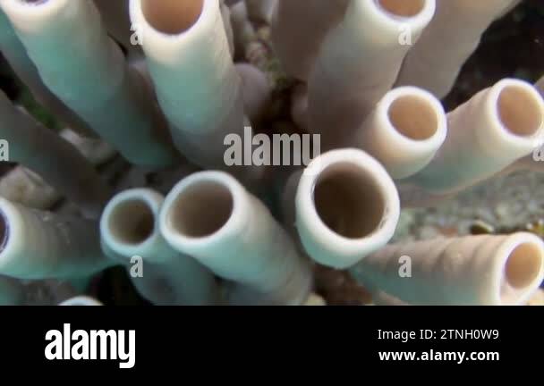 Close-up tubular coral on coral reef on seabed in Red Sea. Tube coral ...
