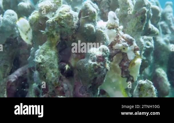 A red frogfish or anglerfish is floating underwater looking for food ...