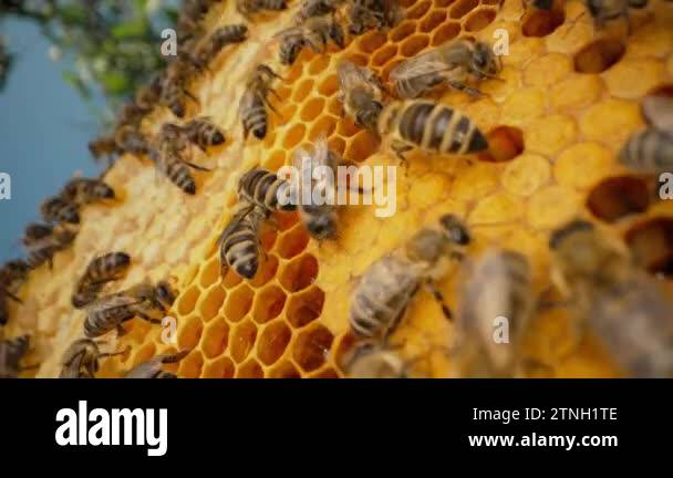 Bees family working on honeycomb in apiary. Life of Carniolan honey bee ...