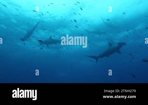 Group of hammerhead shark swims synchronously underwater Pacific Ocean ...