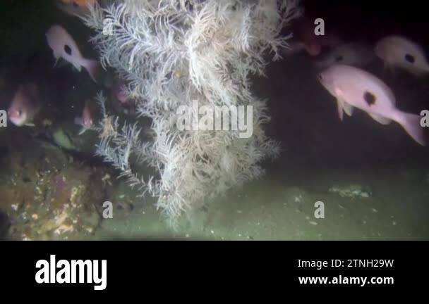 Underwater landscape video in water of New Zealand in Pacific Ocean and ...