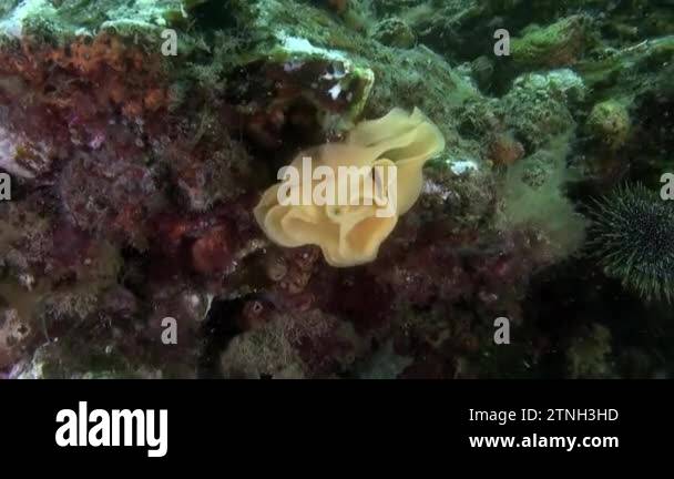 Underwater landscape video in water of New Zealand in Pacific Ocean and ...