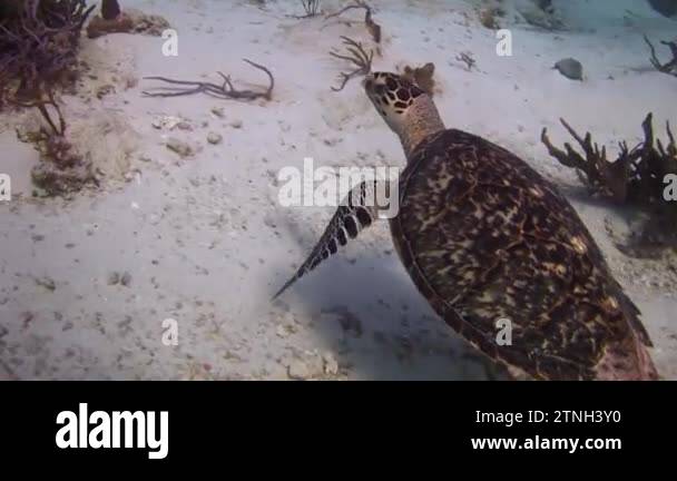 Sea turtle is observed swimming near bottom and corals in Caribbean Sea ...