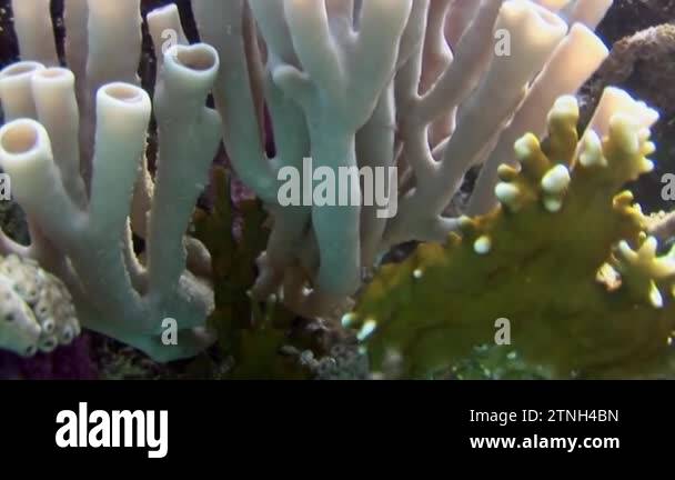 Tubular coral, Tube coral in Red Sea. Macro. Close-up. Coral reefs of ...