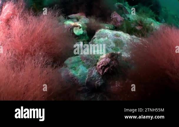 Arthropod Communities Stock Videos And Footage Hd And 4k Video Clips Alamy