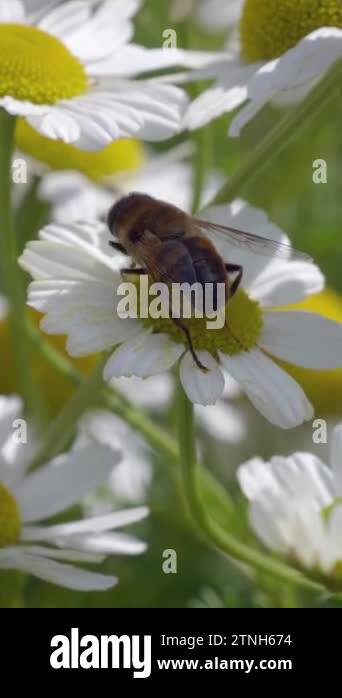 Importance of insects Stock Videos & Footage - HD and 4K Video Clips ...