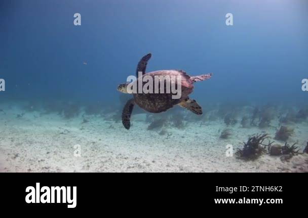 Sea turtle is swimming near bottom and corals in Caribbean Sea close-up ...