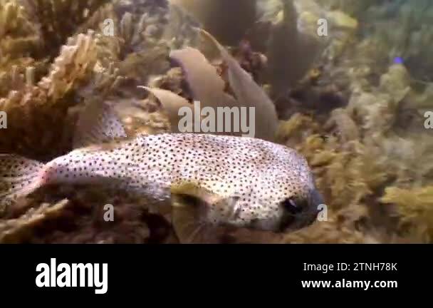 Cuba Marine inhabitants in underwater Caribbean Sea. Concept of ...