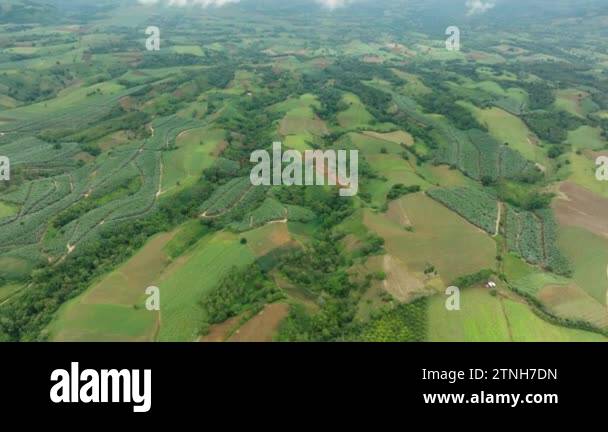 Banana farm with paddy rice in the mountain farmland. Green vegetation ...