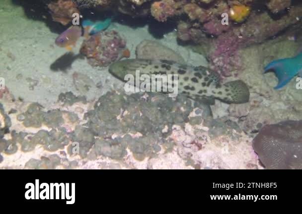 Ecosystem fragile ecosystem Stock Videos & Footage - HD and 4K Video ...