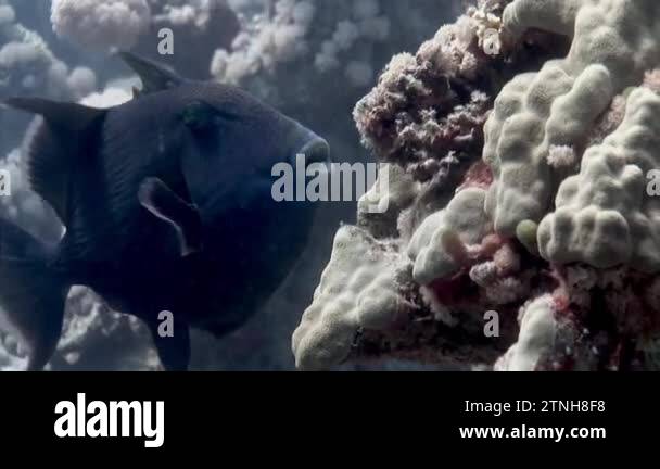 Close-up Parrot fish on underwater coral reef on seabed of Red Sea. Red ...