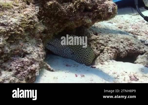 Giant Moray Eel and Cleaner wrasse fish cleaning moray eel at cleaning ...