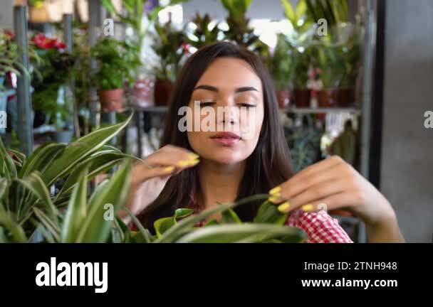 Female gardener in apron wiping dust from leaves taking care of plants ...