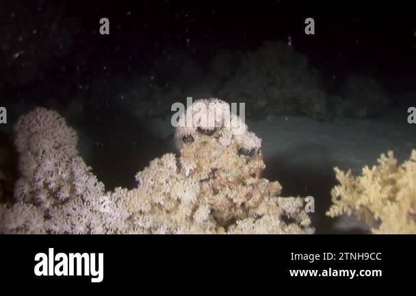 Coral Ksenia pulsating Xenia sp in underwater coral reef in Red Sea ...