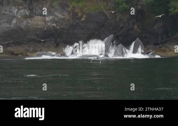 Ocean's Marvel: Blue Whales Feeding with Open Mouths as Seabirds Soar ...