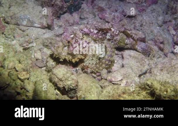Poisonous fish with warts on its skin seen up close amidst underwater ...