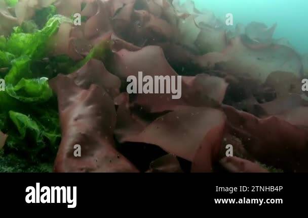 Underwater shot of teaming in Antarctica and floating around starfish ...