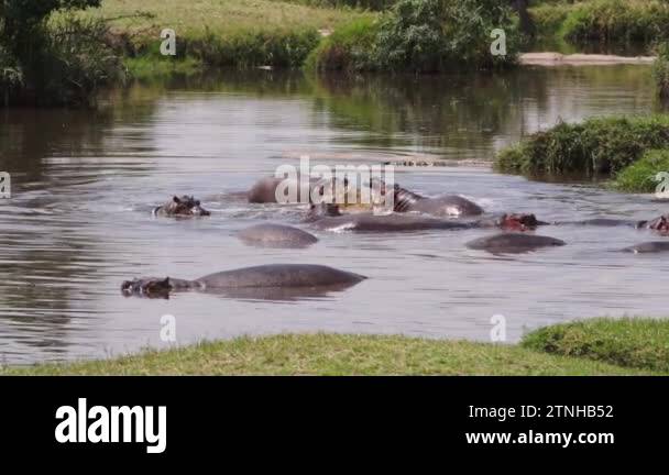 A group of old hippos (Hippopotamus amphibius) swimming around in a dirty and clouded lake. The ...