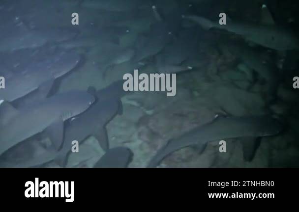Get close-up look at fascinating behavior pack of reef sharks in Isla ...