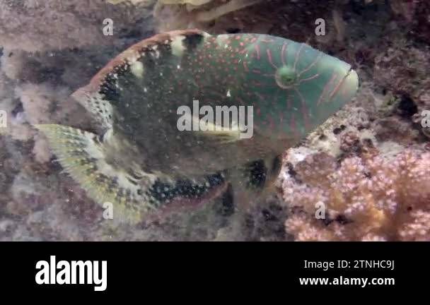 Close-up Parrot fish Calotomus viridescens underwater in coral. Red Sea ...