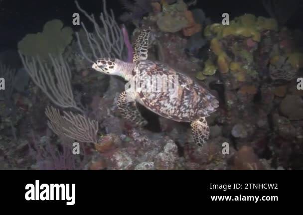 Protect turtles Stock Videos & Footage - HD and 4K Video Clips - Alamy