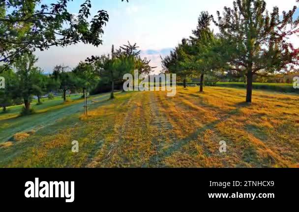 Large fruity green trees grow in rows in a rural agricultural farm ...
