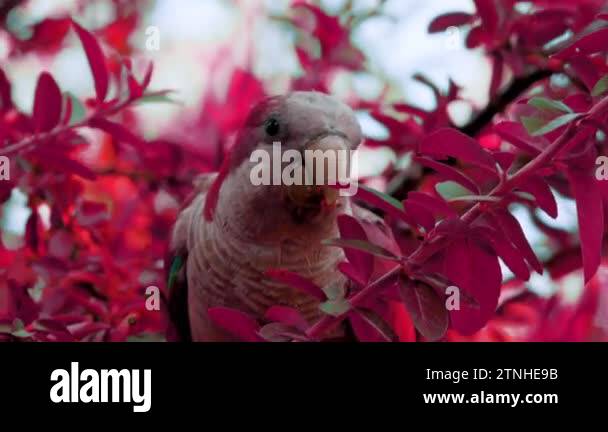 Parrot style Stock Videos & Footage - HD and 4K Video Clips - Alamy