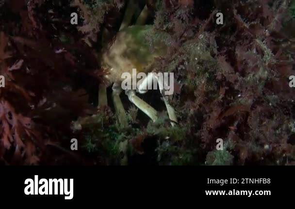 Close-up crab in algae on a sandy bottom of Barents Sea. Crab lives on ...