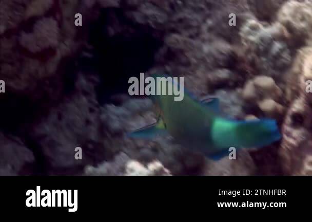 Close-up Parrot fish on underwater coral reef on seabed of Red Sea. Red ...