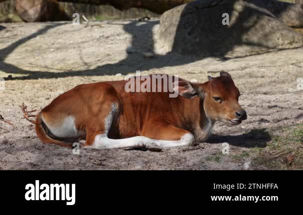 Young baby Banteng, Bos javanicus or Red Bull. It is a type of wild ...