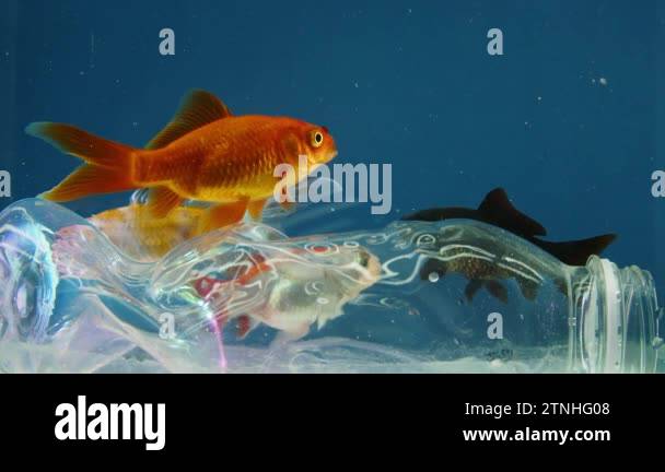 Sea fish Swimming under Polluted Water with Plastic Garbage. Wildlife ...