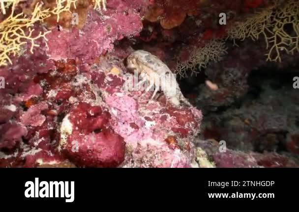 Poisonous danger warthog fish dangerous coral close-up underwater in ...