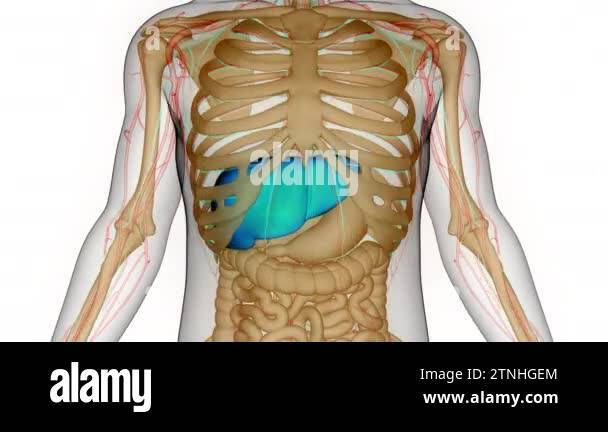 Human Internal Digestive Organ Liver Anatomy Animation Concept. 3D ...