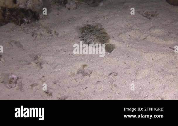 Flat fish on seabed underwater in Red Sea. Poisonous and dangerous, but ...