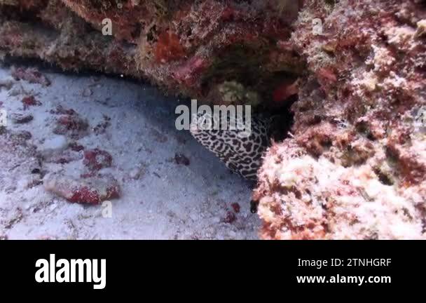 Moray eel on seabed under coral preys underwater in Maldives close-up ...