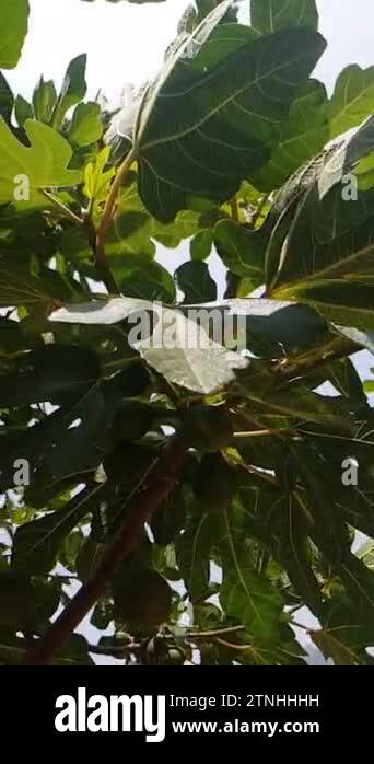 Beauty of a branches of a fig tree in lush bloom. The video shows the ...