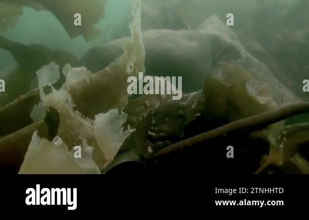 White anemones and yellow sponge on a stone floor. Beautiful landscapes ...