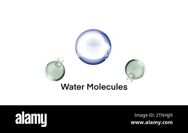 The polar covalent bonds of water, Weakly positive and negative ...
