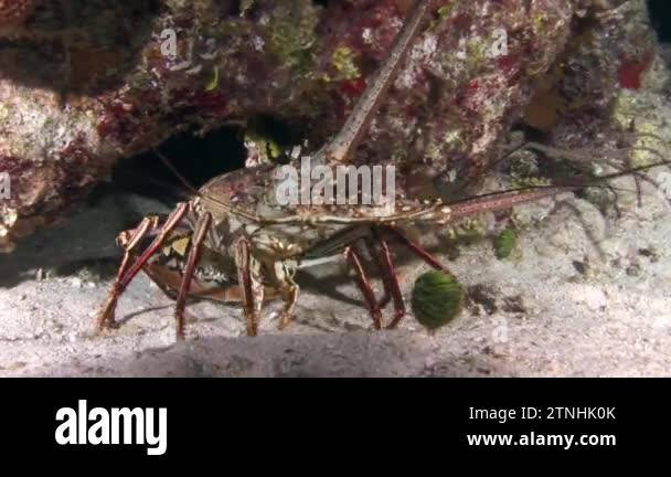 Close-up spiny lobsters, also known as rock lobsters, type of ...