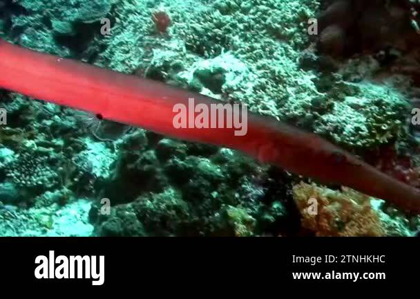Yellow Chinese Trumpetfish and diver's hand on coral reef in underwater ...