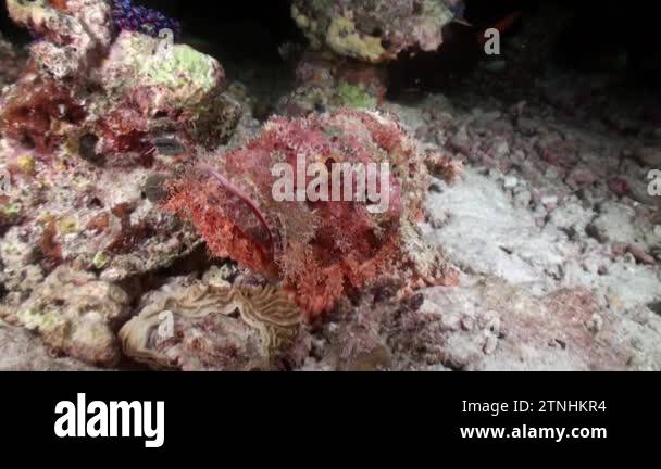 Poisonous watches warthog fish on coral close-up underwater in Maldives ...