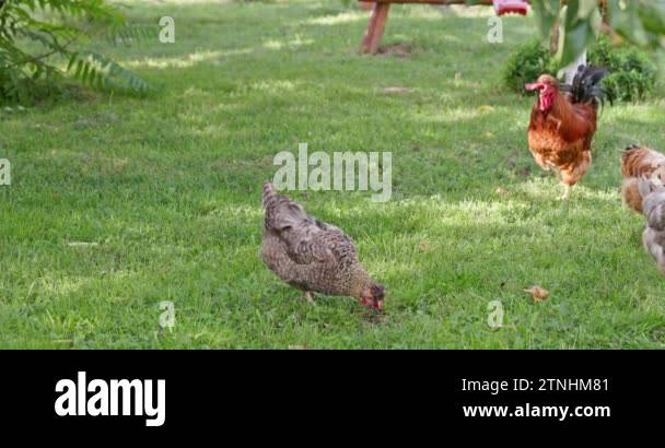 Free range farm birds Stock Videos & Footage - HD and 4K Video Clips ...