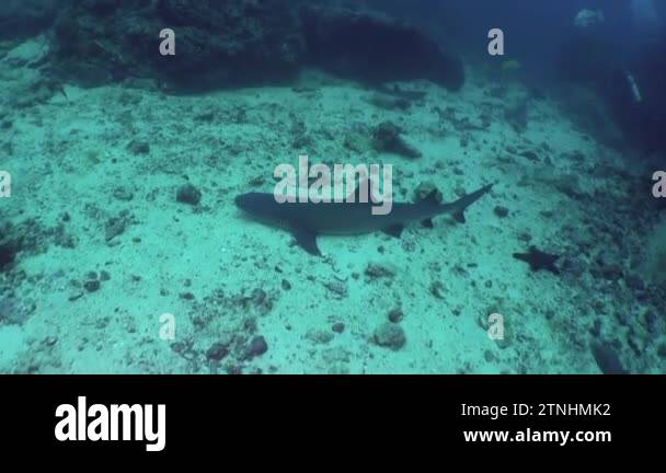 Reef sharks underwater close-up in Isla Del Coco near bottom. These ...