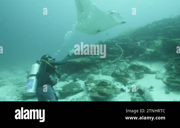 Gigantic Black Oceanic Birostris Manta Ray floating on a background of ...