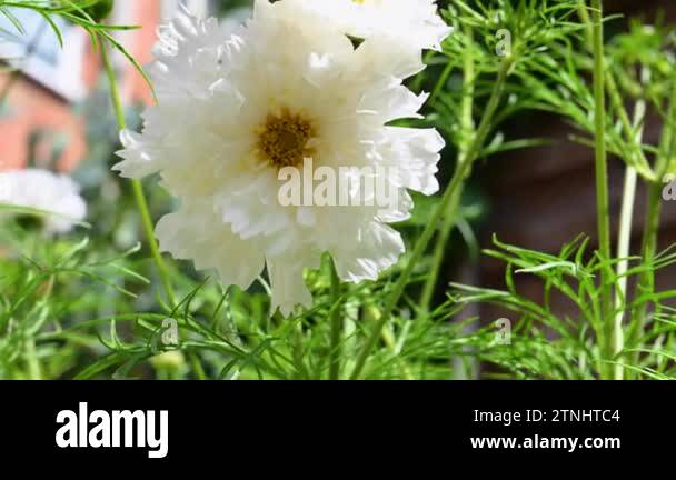 Double white daisy flowers Stock Videos & Footage - HD and 4K Video ...