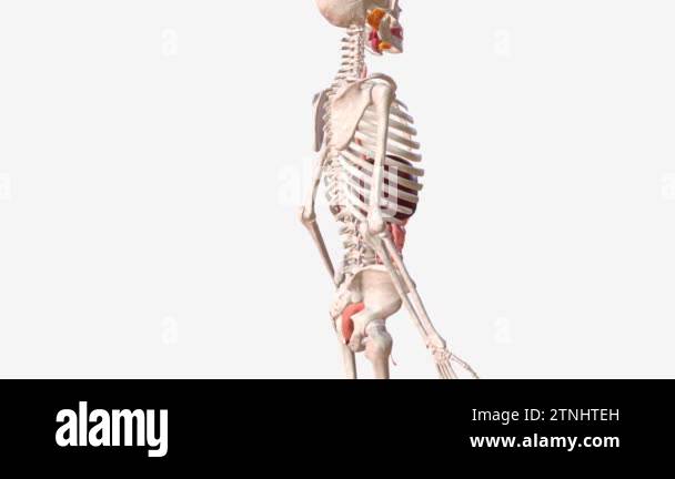 Digestive System and Urinary System Stock Video Footage - Alamy