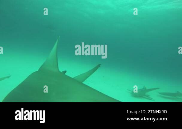 Hammer fish Stock Videos & Footage - HD and 4K Video Clips - Alamy