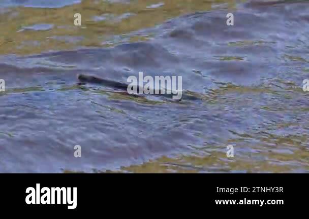 Twig floating Stock Videos & Footage - HD and 4K Video Clips - Alamy