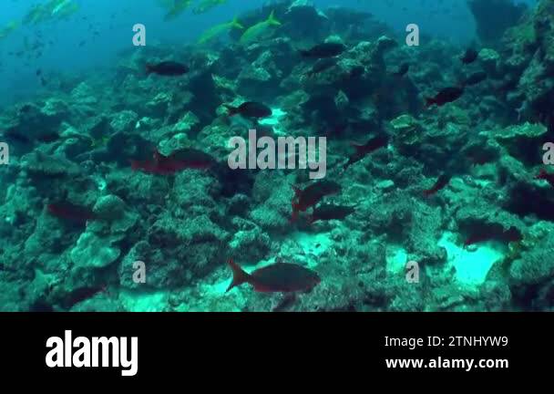 Underwater, fish in Isla del Coco are truly breathtaking. Overall, Isla ...