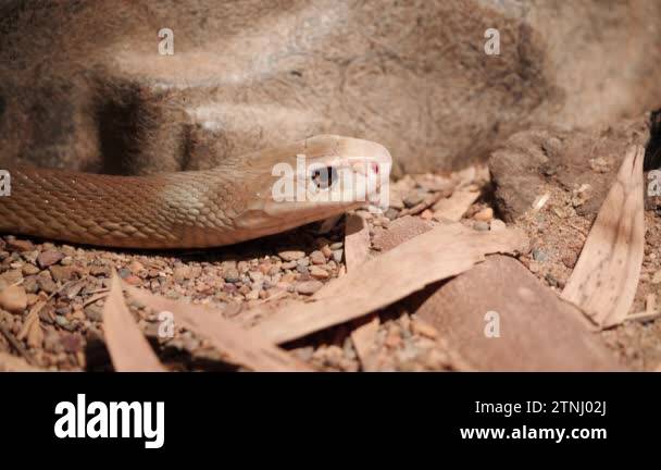 Most venomous land snake Stock Videos & Footage - HD and 4K Video Clips ...